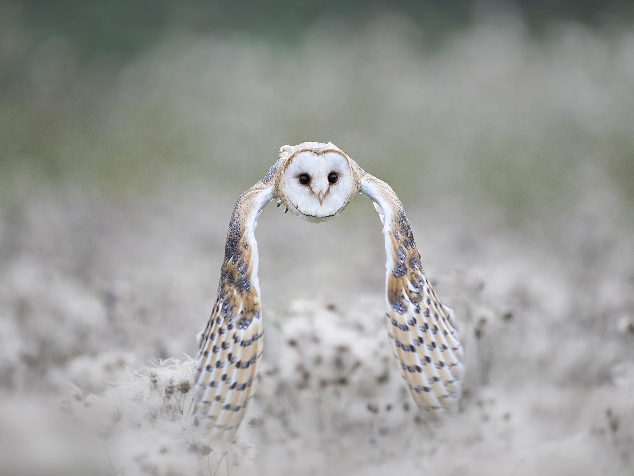 Barbagianni | Lipu ODV